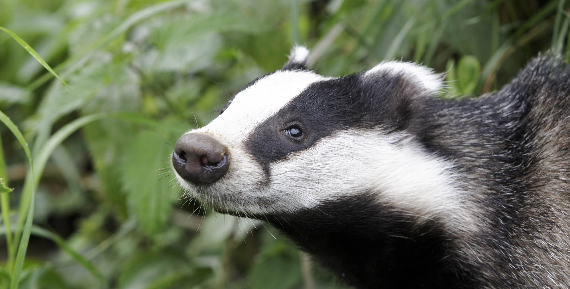 Badgers – THE NEW VINYL VILLAIN
